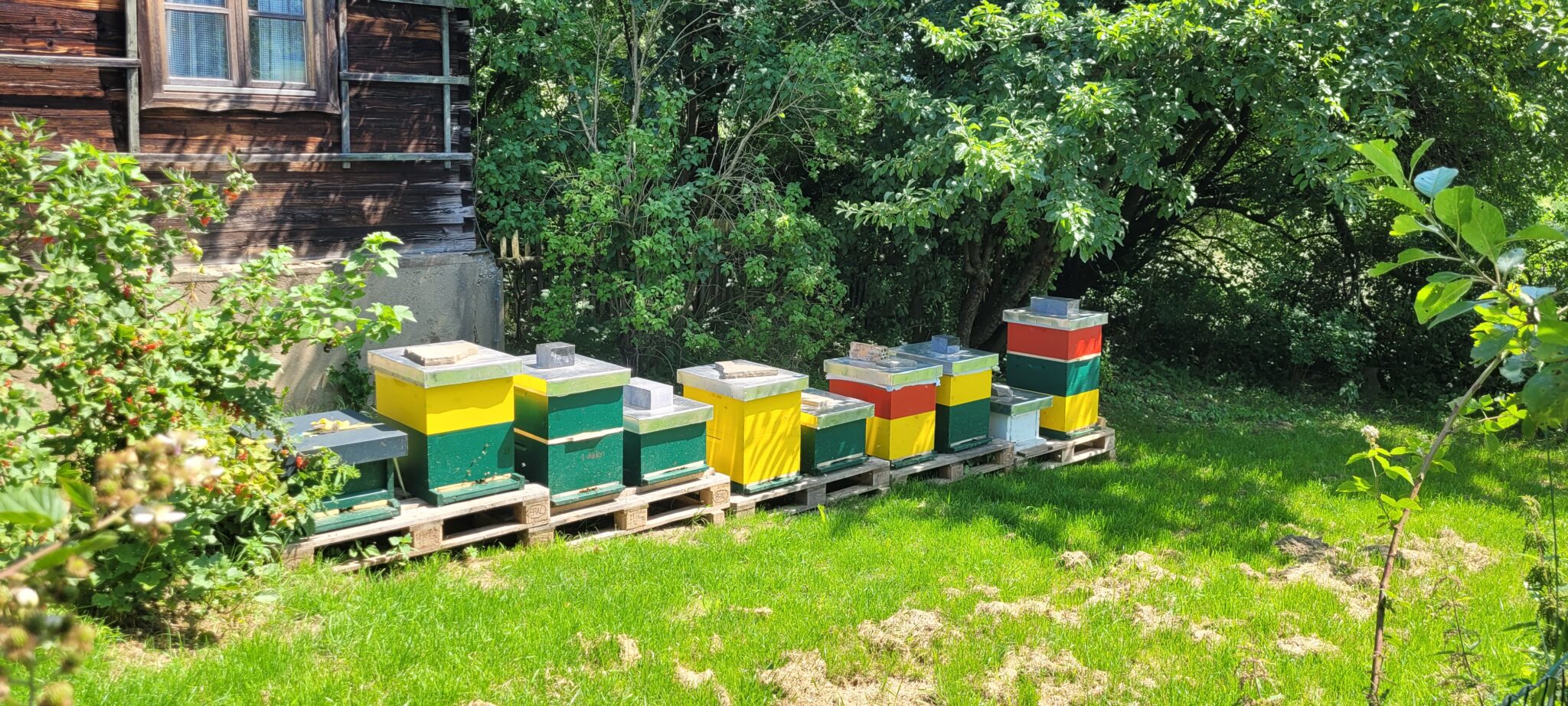 Kleinanzeigen Bieten und Suchen - Bienenaktuell